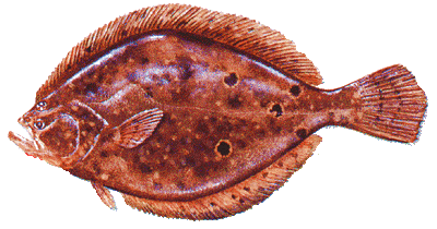 Fluke (Summer Flounder)