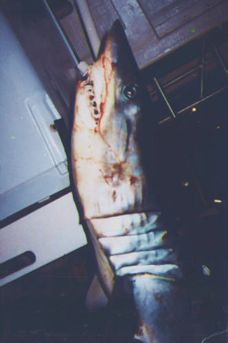 Prowler 5 fishing charter Atlantic Highlands, NJ